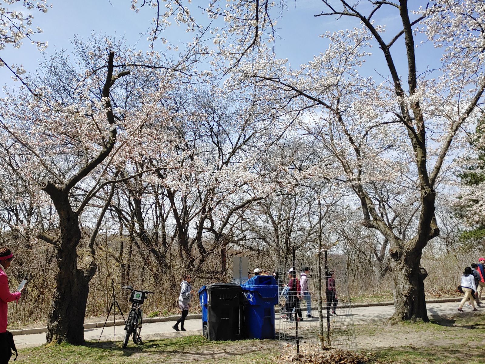 High Park Cherry Blossoms 2023