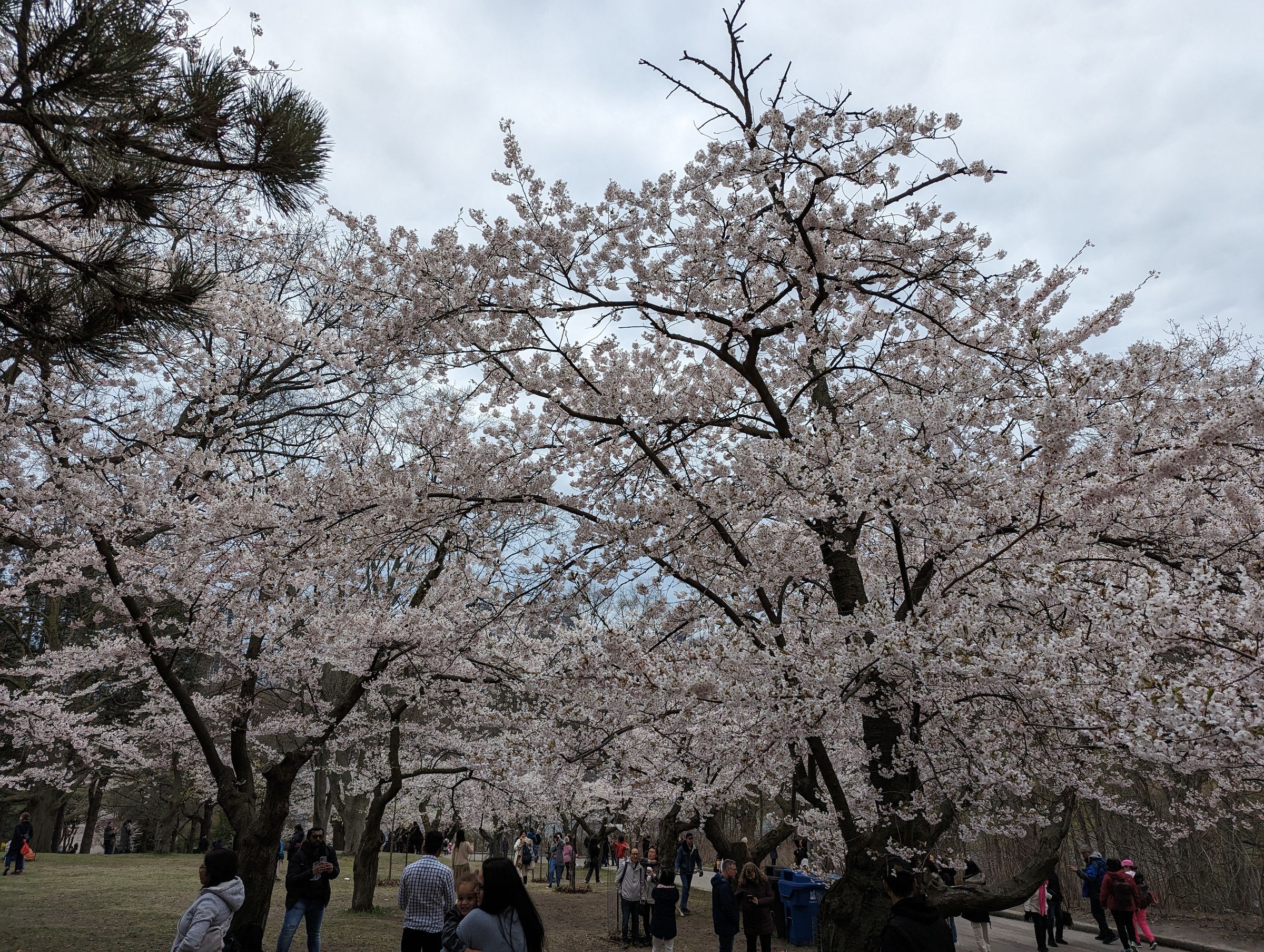 Cherry Blossoms in High Park 2024
